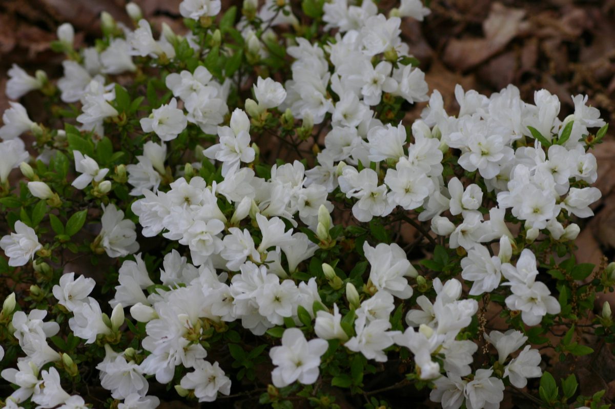 View Azalea - Azalea Society of America