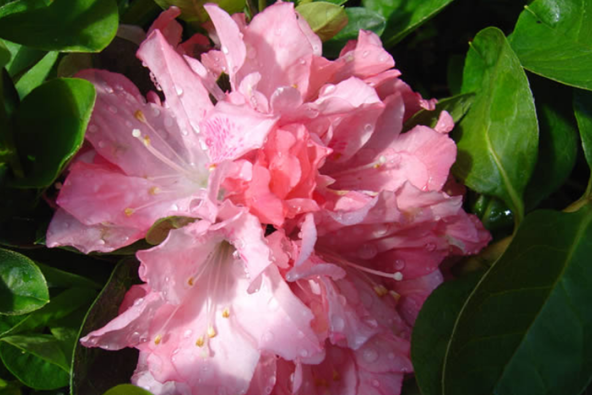 View Azalea - Azalea Society of America