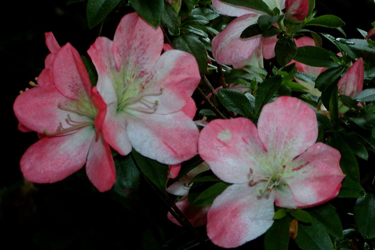 View Azalea - Azalea Society of America