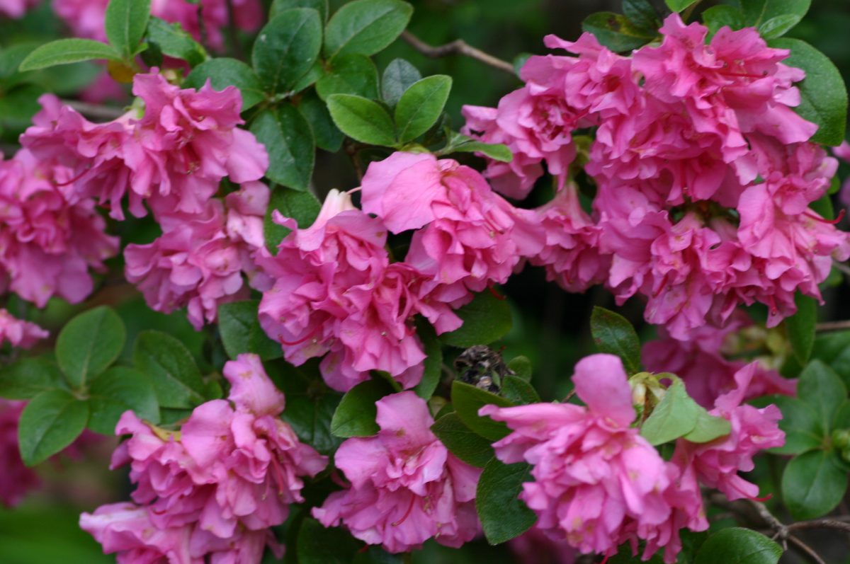 View Azalea - Azalea Society of America