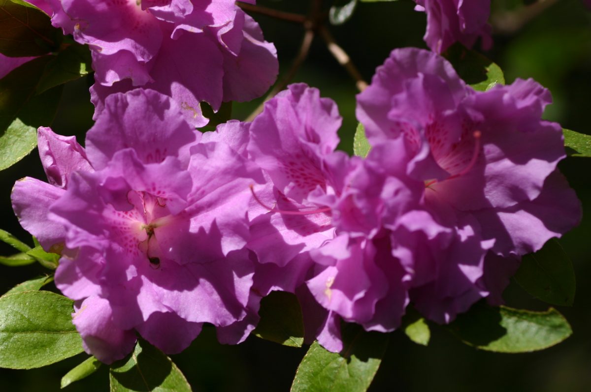 View Azalea - Azalea Society of America