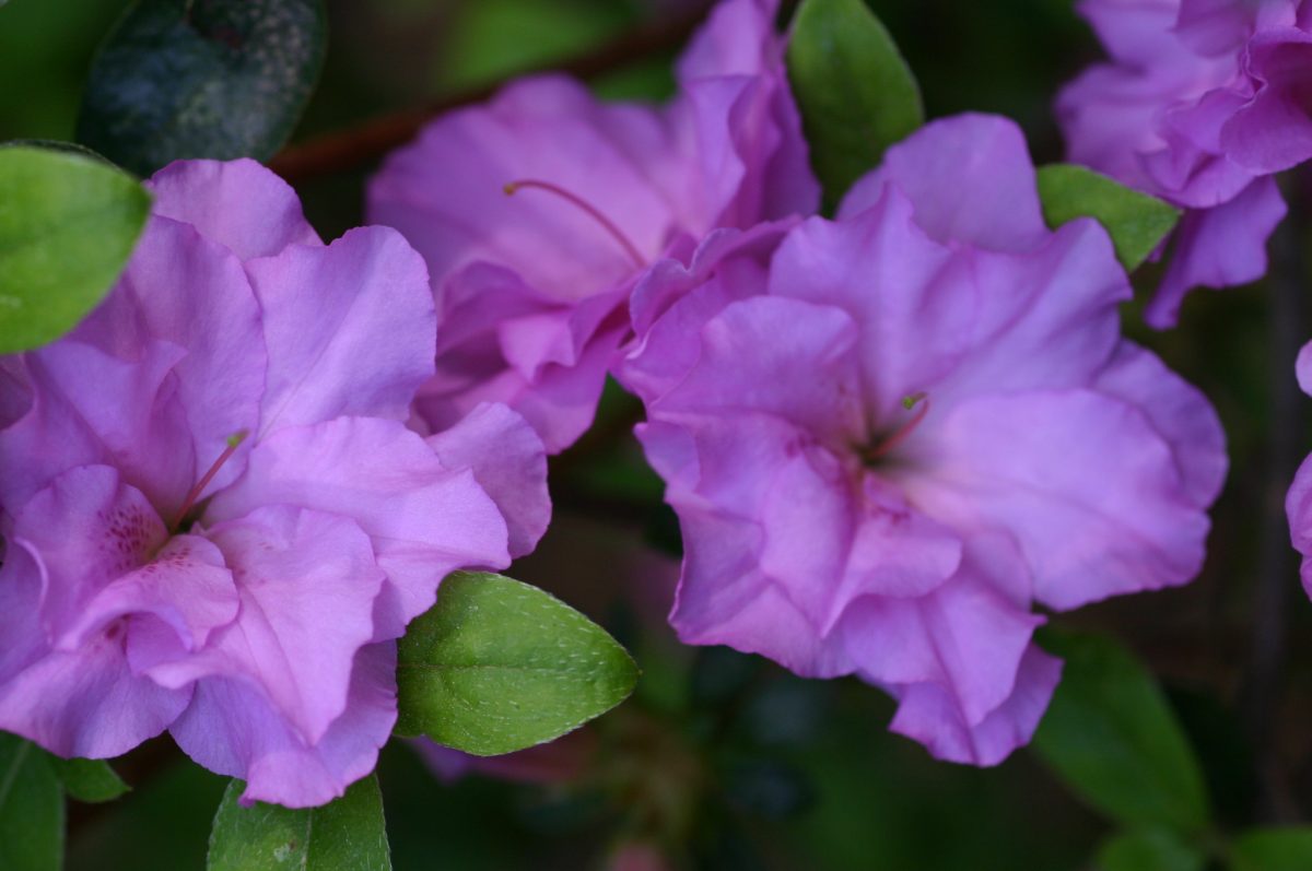 View Azalea - Azalea Society of America