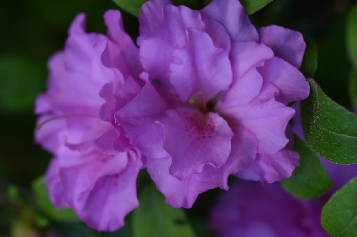 View Azalea - Azalea Society of America