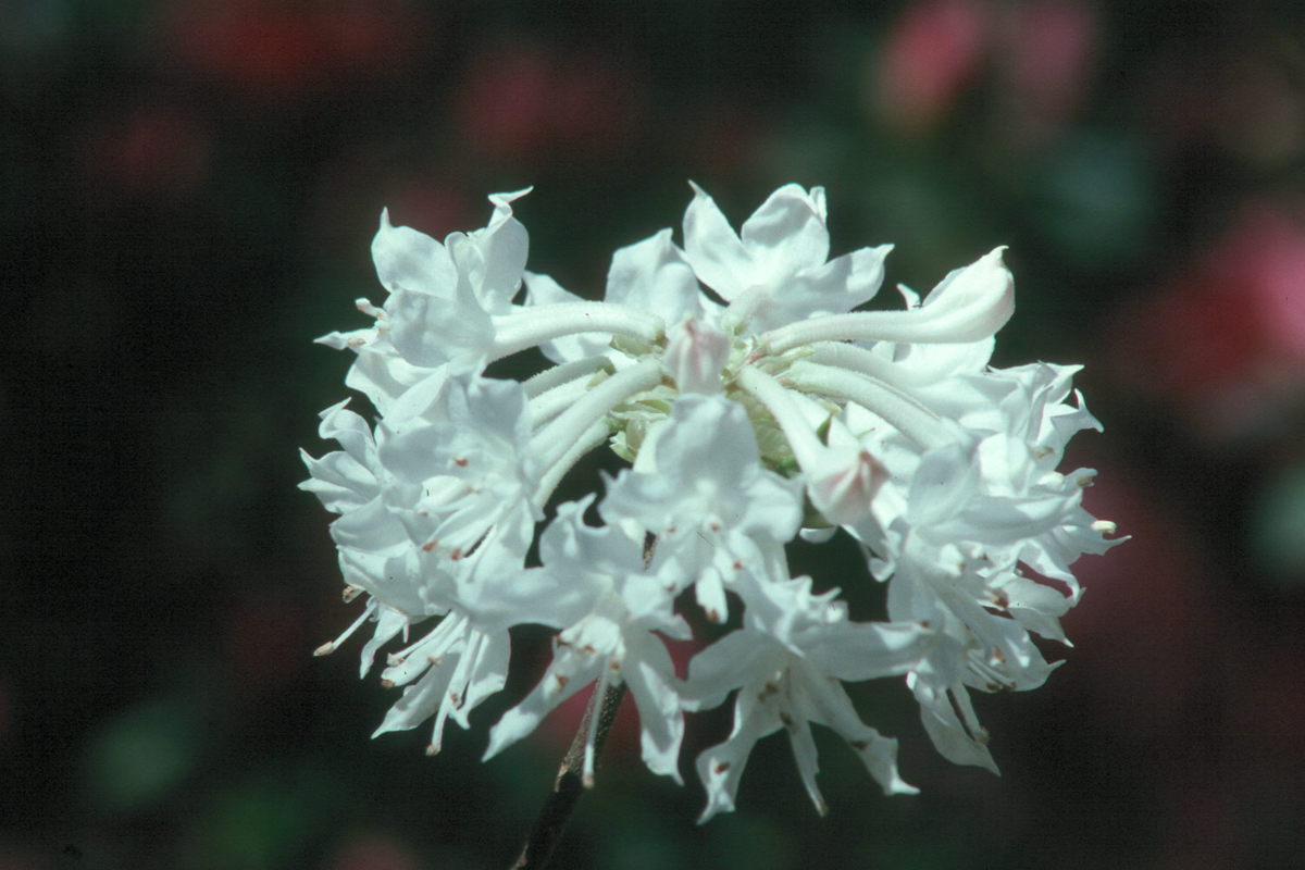 View Azalea - Azalea Society of America