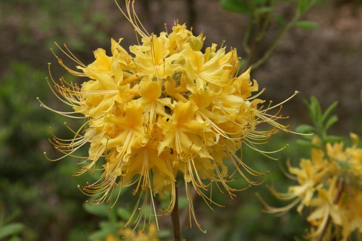View Azalea - Azalea Society of America