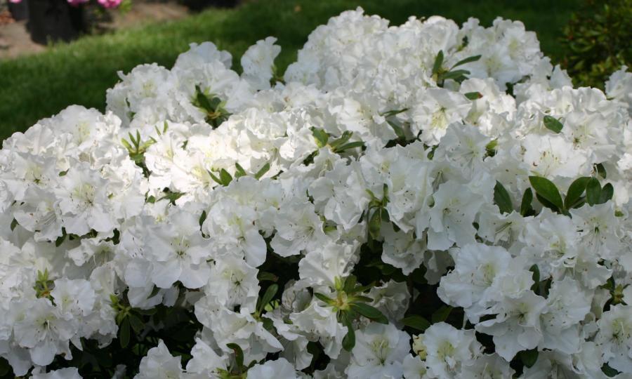 Learn about azaleas