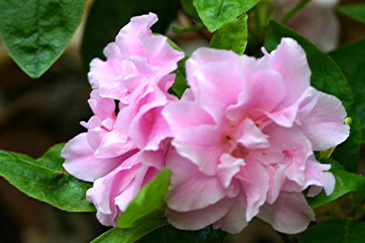 View Azalea - Azalea Society of America