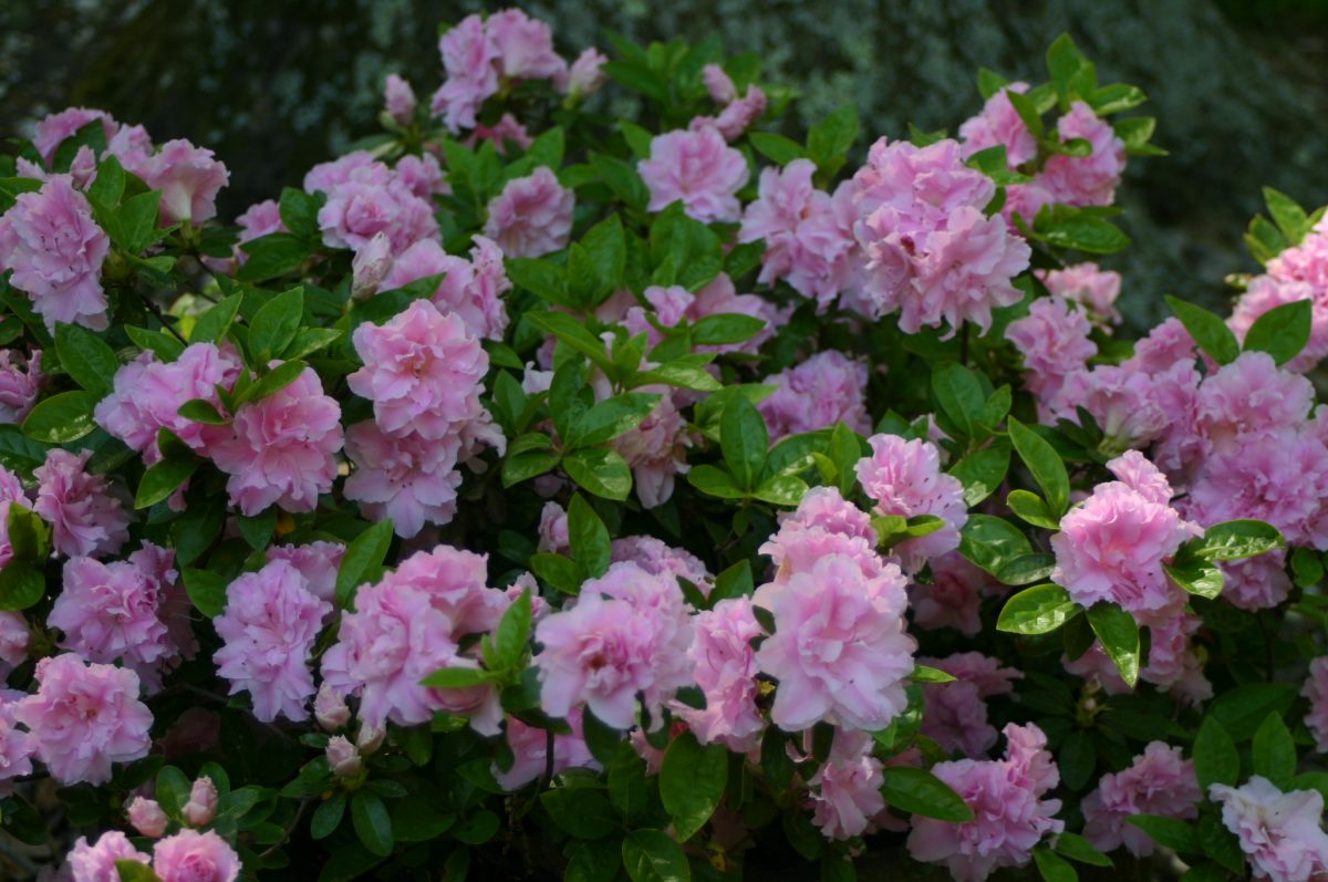 View Azalea - Azalea Society of America