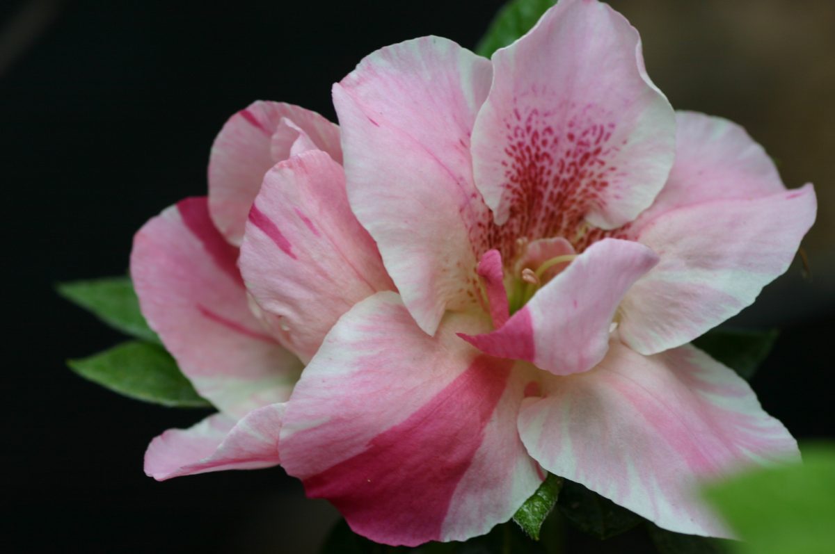 View Azalea - Azalea Society of America