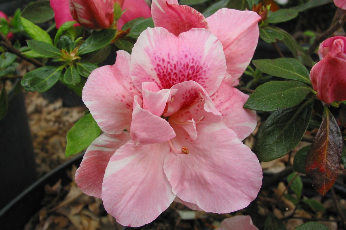 View Azalea - Azalea Society of America