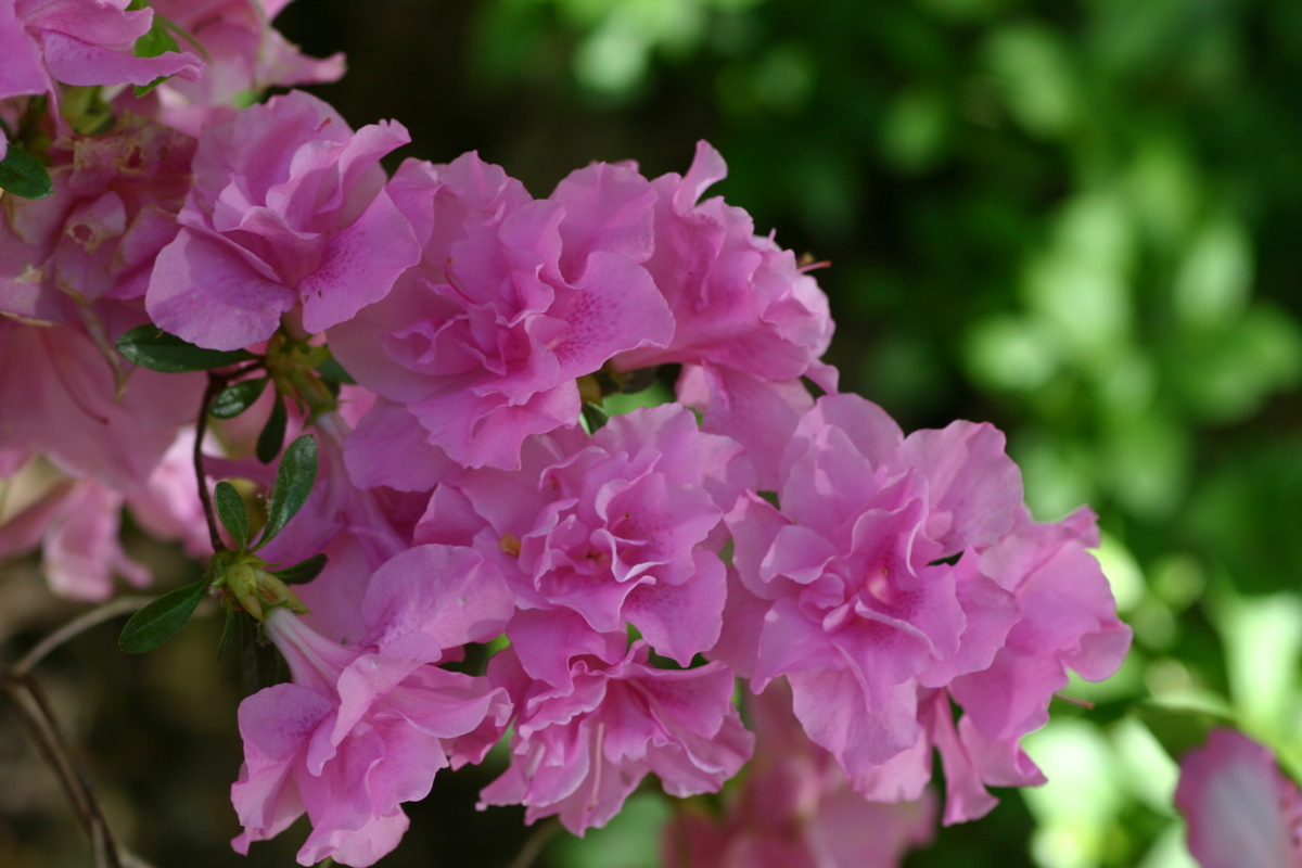 View Azalea - Azalea Society of America