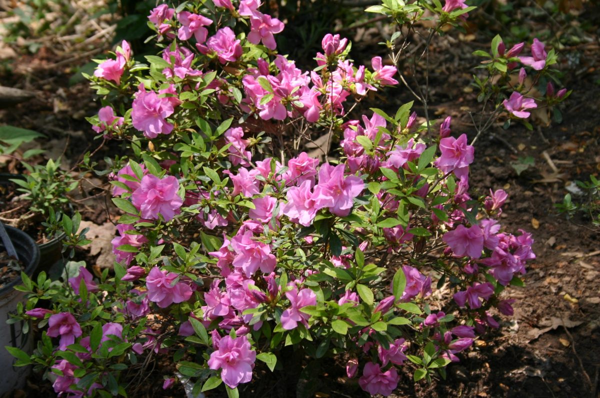 View Azalea - Azalea Society of America